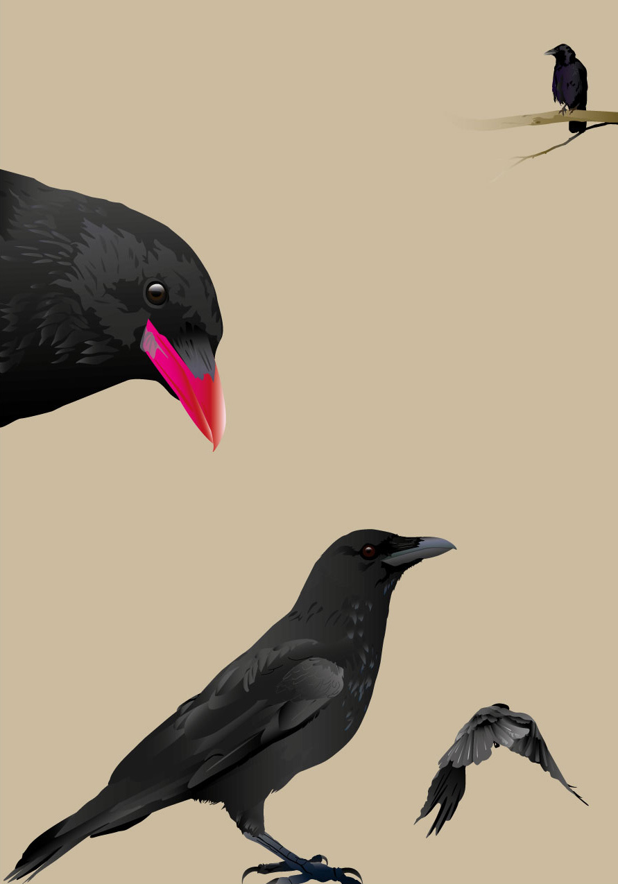 NaturePop: The Corvids