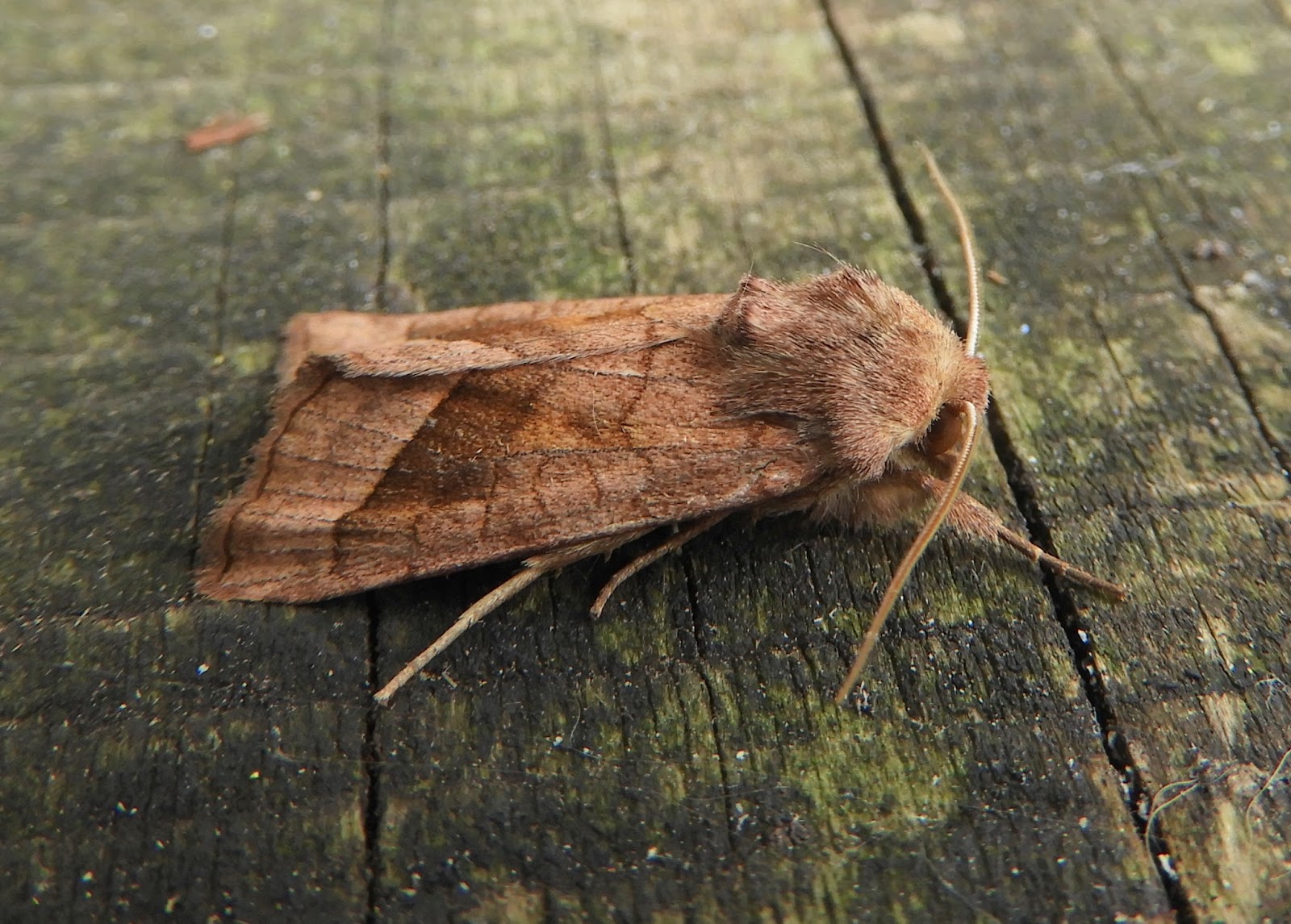 birdingexmouth: Autumn Moths