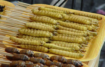 Cara Budidaya Ulat Jerman yang Benar