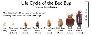 Bed Bug Bites: 3 Important Facts about Getting Rid of Bed Bugs