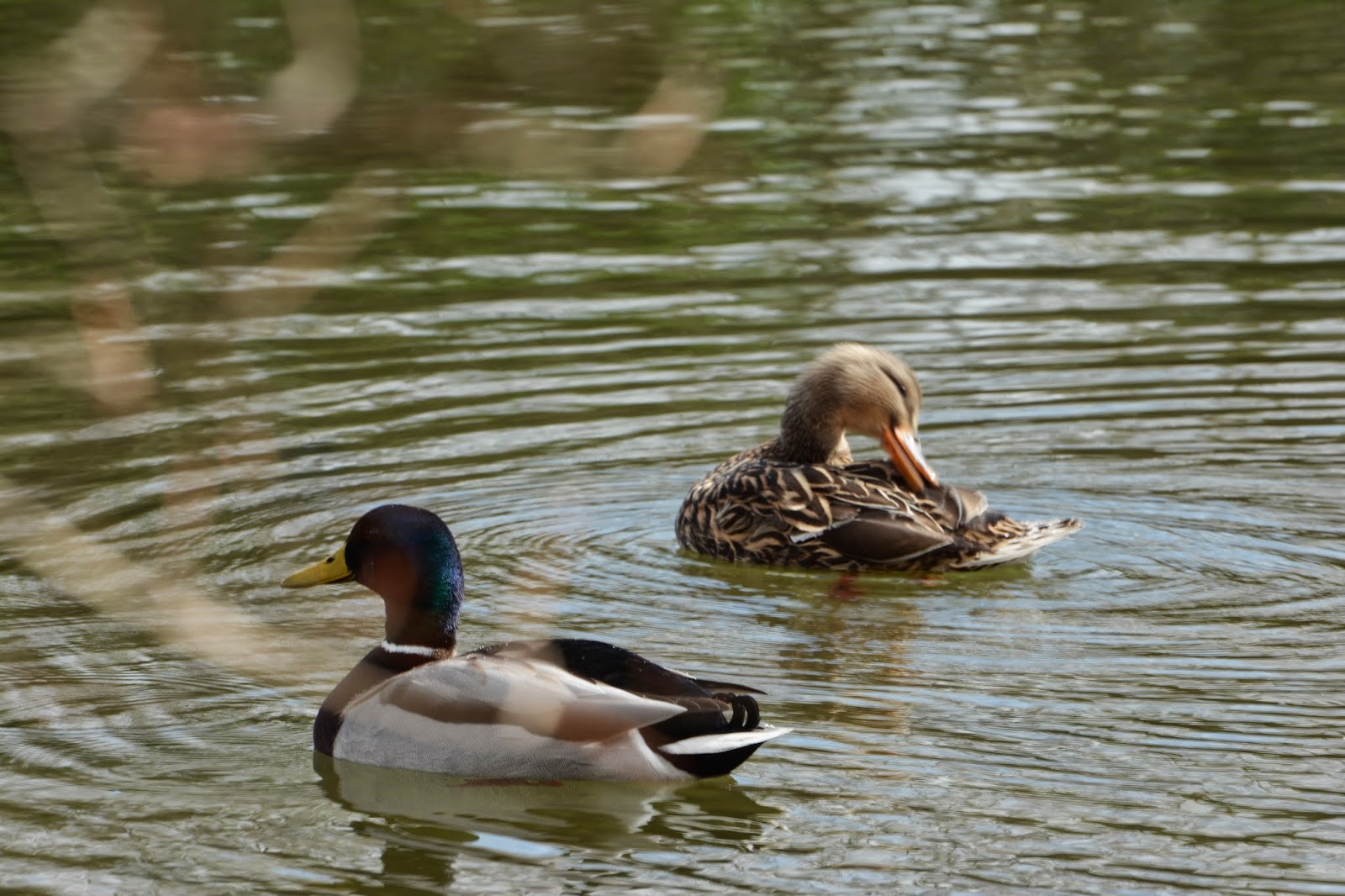 ESPAÑOL, 2º IDIOMA MÁS EXTENDIDO EN EL MUNDO: PATO Y PATA