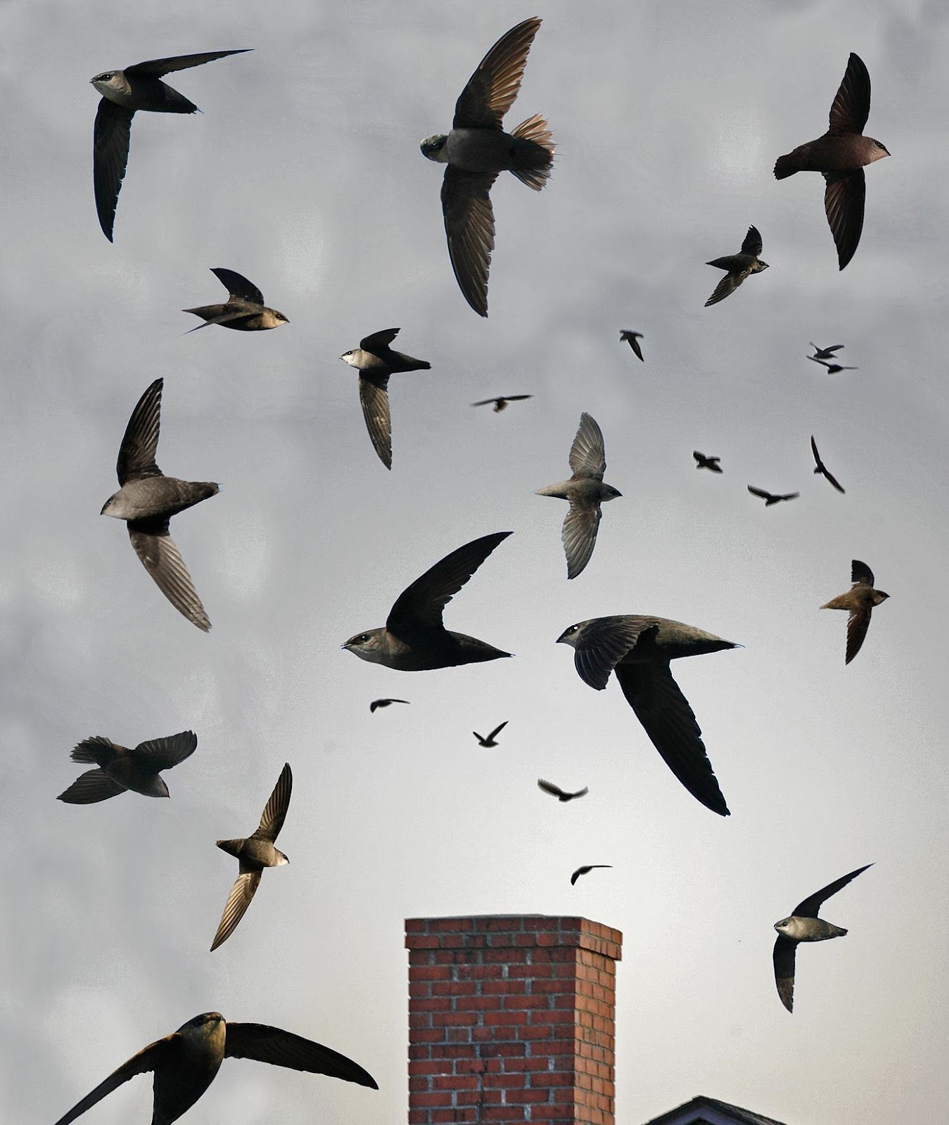 Hundreds of Bird Skeletons Found in the Chimney!