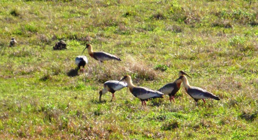 Biolugando: BIOvisitinha!!! família de curucacas