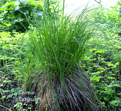 Õppimine looduses: Pokud ehk tarnad