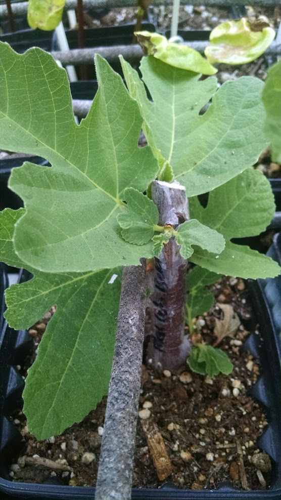 Desert Valley Orchard: Red Lebanese Bekaa Fig