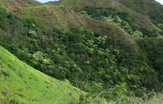 The Tropical Dry Forests of Hawaii