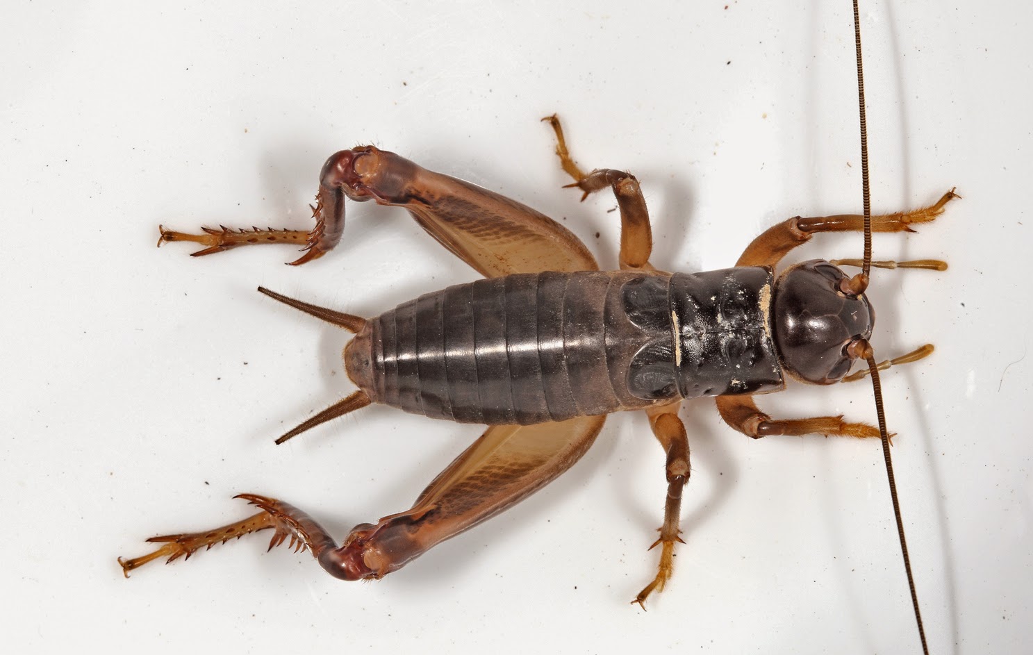 BunyipCo: August 2014