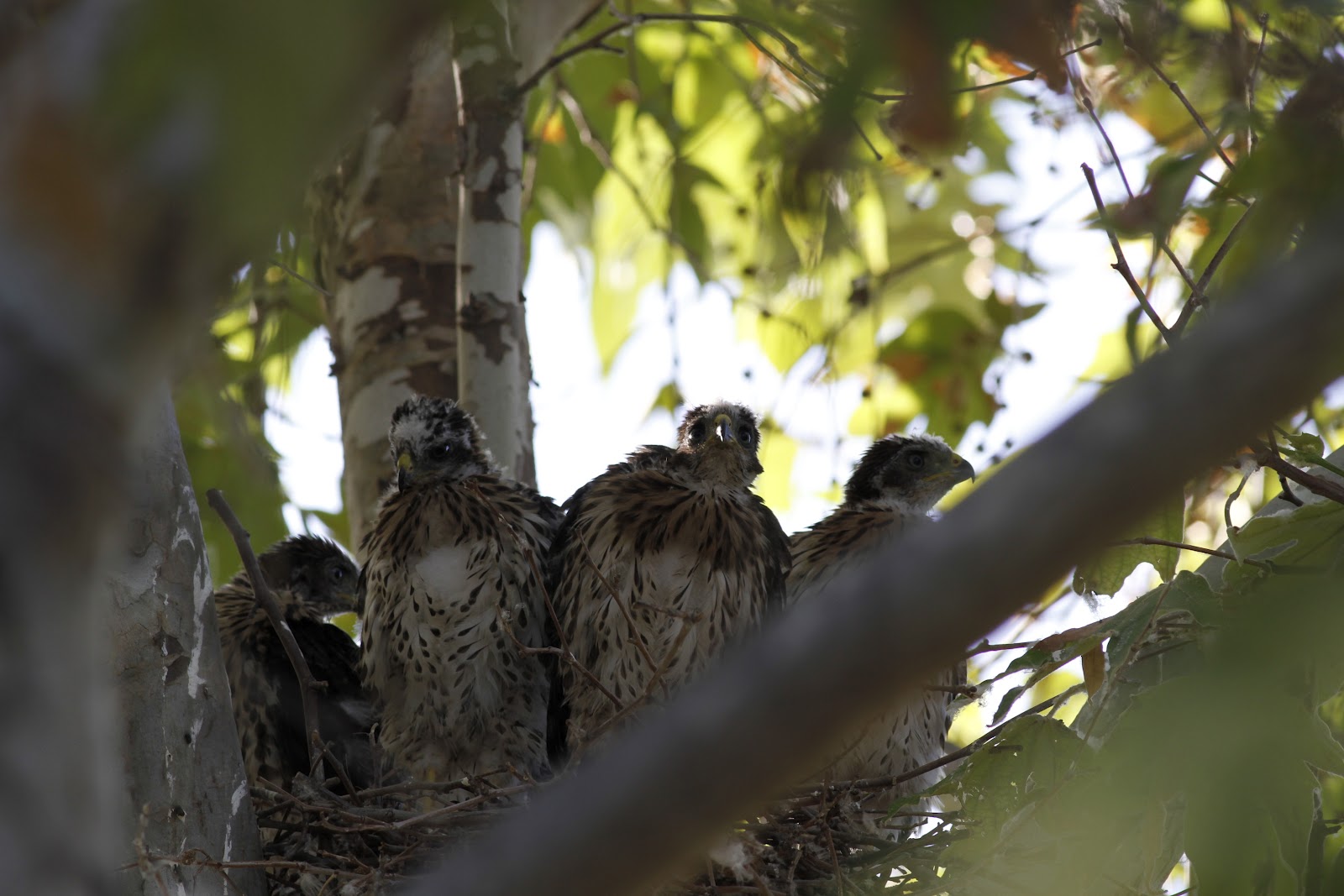 Chino Creek Wetlands and Educational Park: Cooper Hawk Family!!