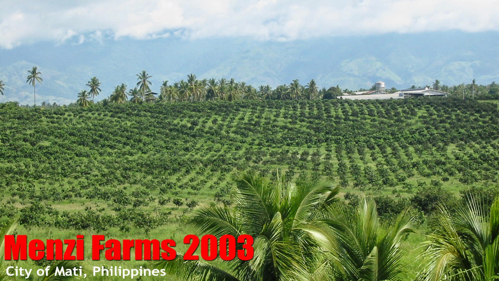 Retrospective: Menzi Farms 2003 | Mesmerizing Mati