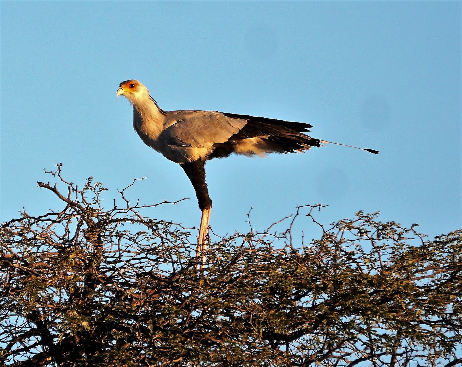 Souvenir Chronicles: ZIMBABWE: SHOPPING, A WALKING SAFARI, AND OUR LAST ...