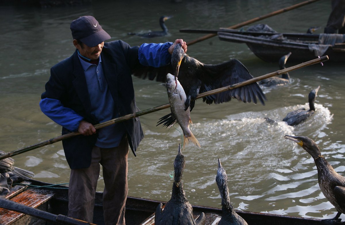 ANTHROPOLOGY OF ACCORD: Chinese fishermen and their cormorant birds