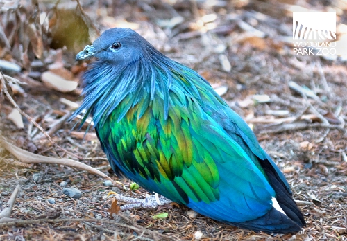 Woodland Park Zoo Blog: Tropical aviary a highlight of new Bamboo ...