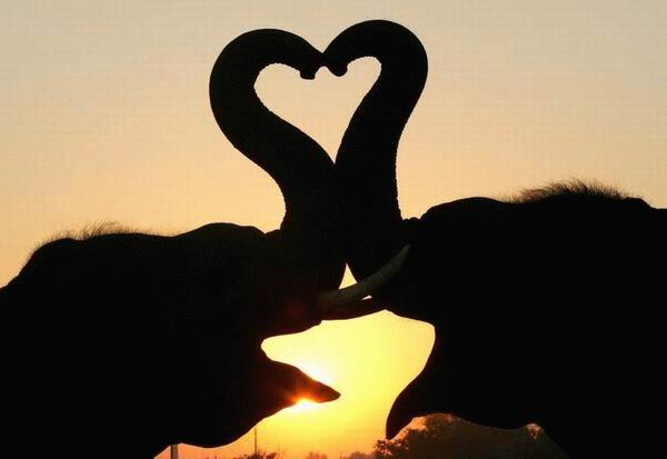 Animals in Love | Amazing Creatures