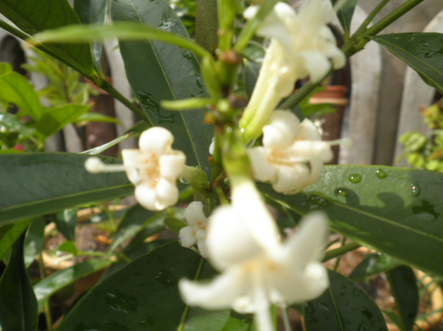 Herba & Tumbuhan: Khasiat Mahkota Dewa