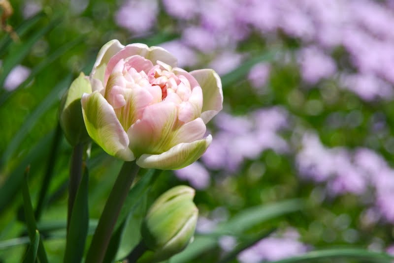 Wife, Mother, Gardener: The changing moods of Tulipa 'Angelique'