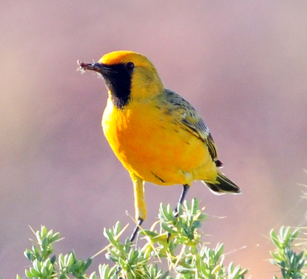 Bird Photographs: April 2011