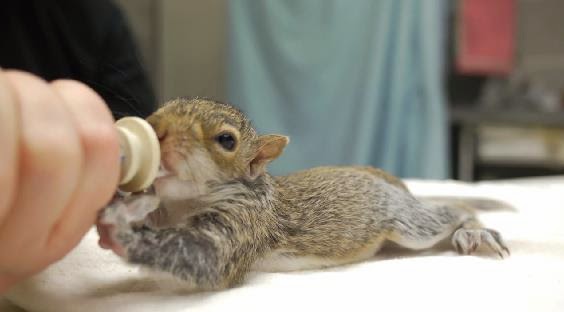 Imperdible: Mira a esta tierna ardilla bebé rescatada a la hora de ...