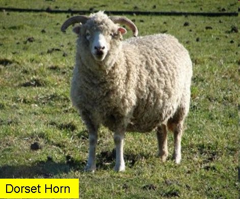 bukan doktor veterinar: Jenis-jenis bebiri