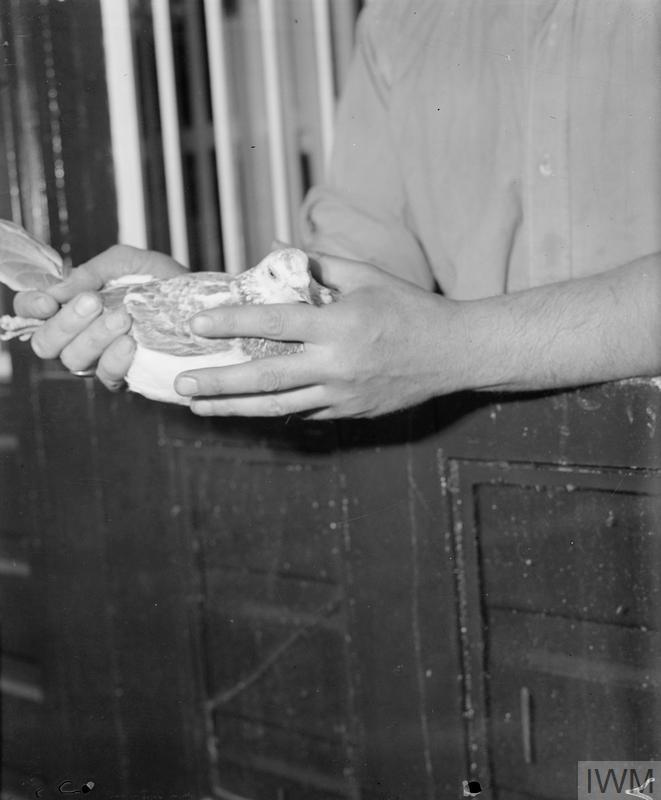 World War 2 History and the WW2 Pigeons: World War II Pigeons, Imperial ...