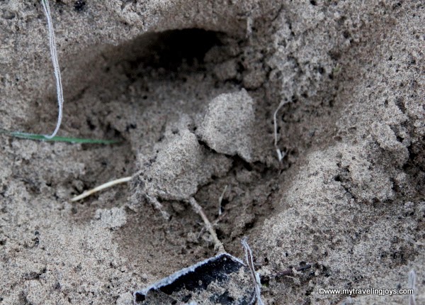 Pursuing Polish Bison in Białowieża Forest ~ My Traveling Joys