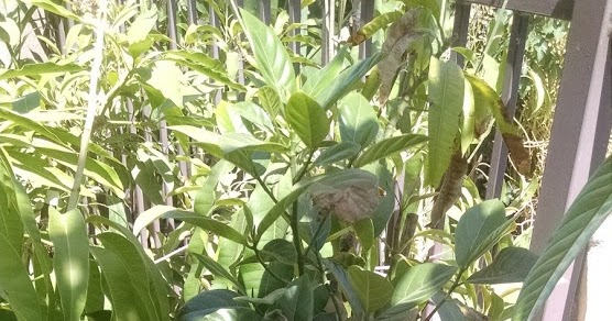 Desert Valley Orchard: Orange Crush Jackfruit
