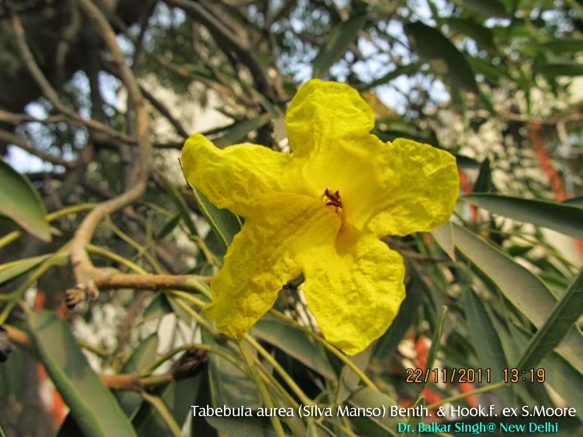 Medicinal Plants: Tabebuia aurea, Poirier jaune, Caribbean trumpet-tree