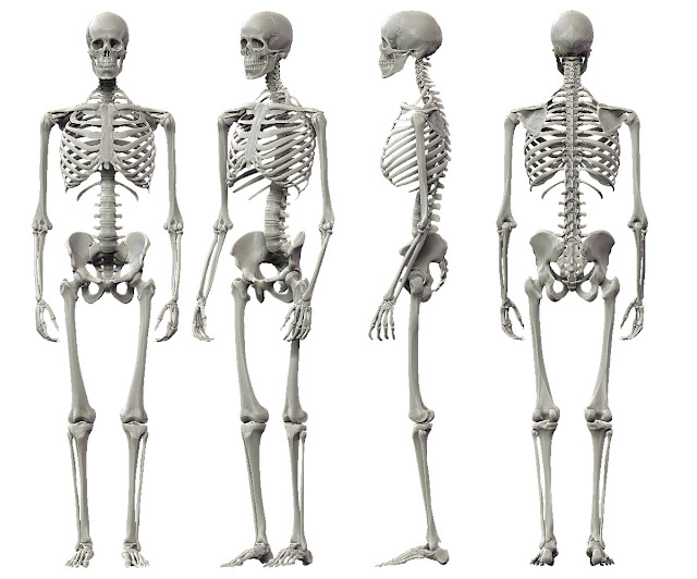 Some Facts Regarding Human Skeleton some-facts-regarding-human-skeleton