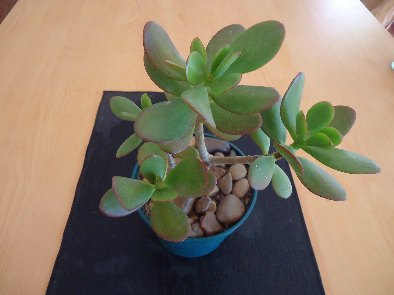 tutuna mituna: Crassula / Árbol de jade