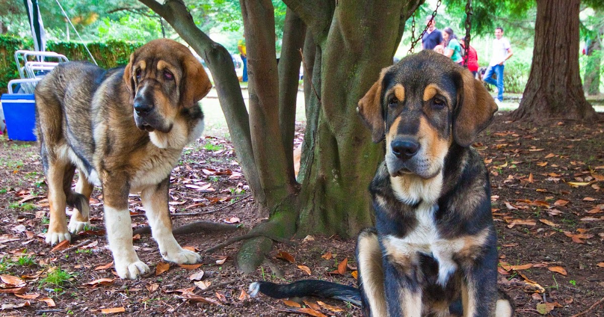 Nuestros mastines leoneses