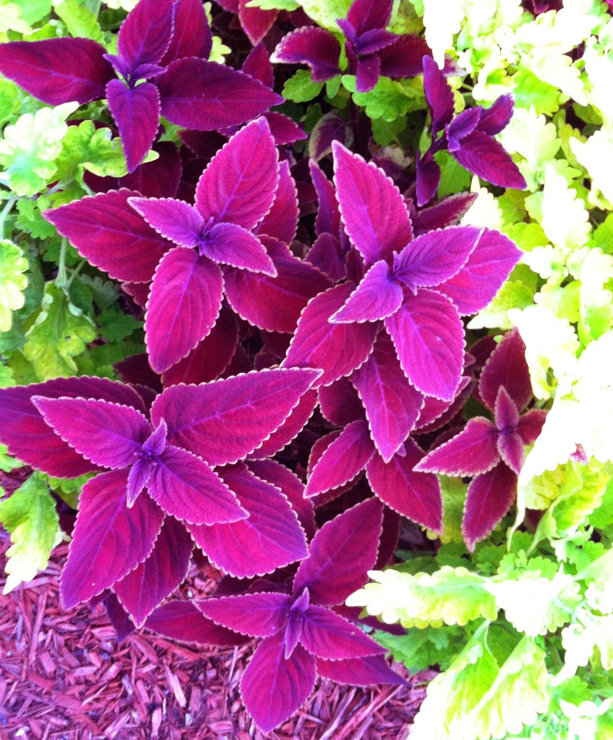 Koleus Blumego - piękny kwiat, który również może być uprawiany w ...