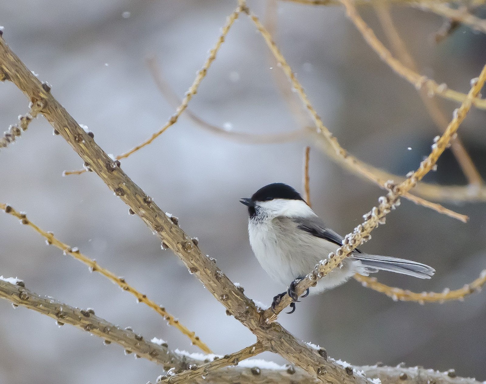 Leven: Van zon, sneeuw en enorme storm