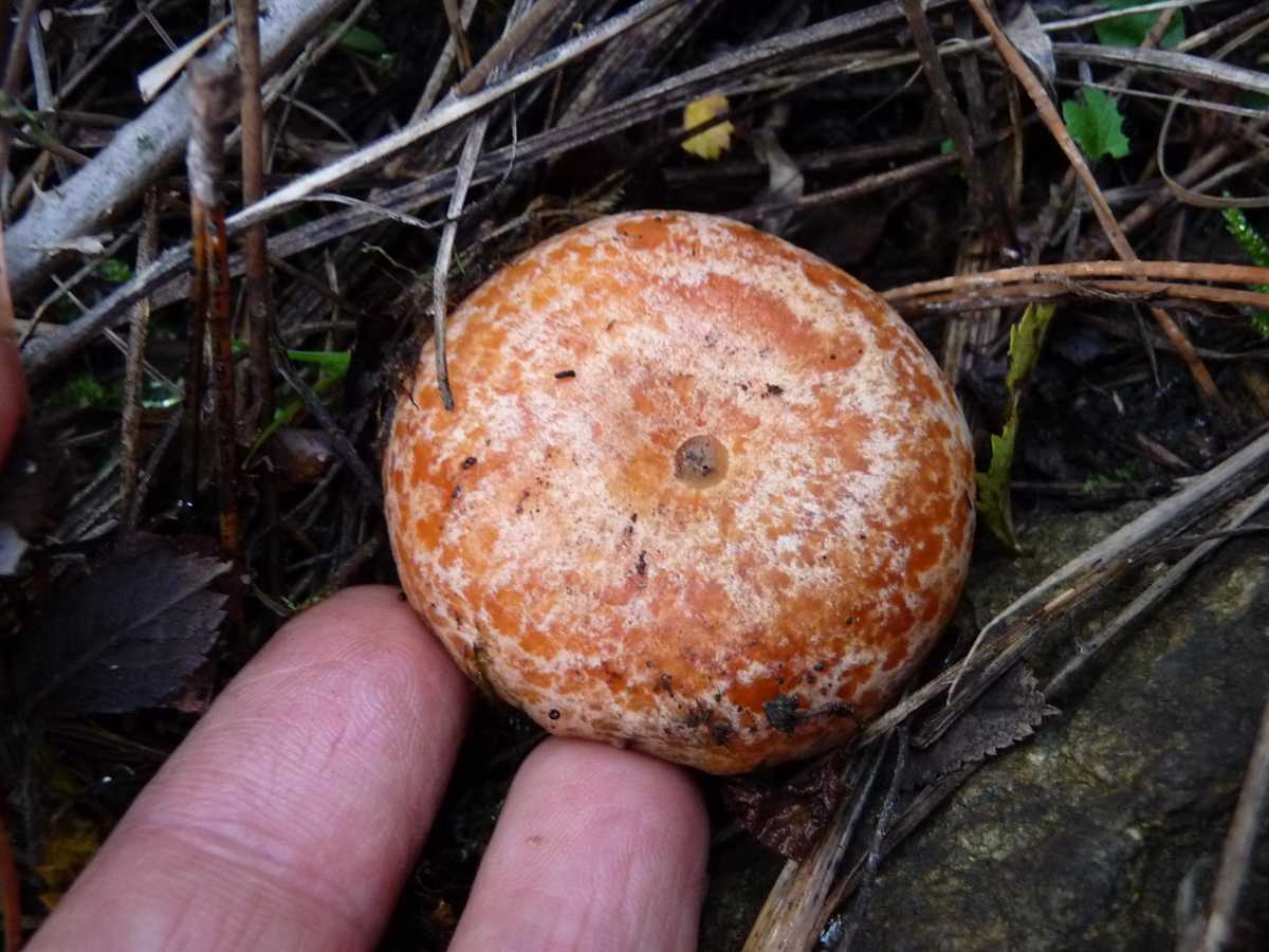 r o b i n 's y a r d: Lactarius