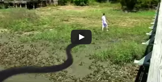 DIMON99: Giant Snake attack man.