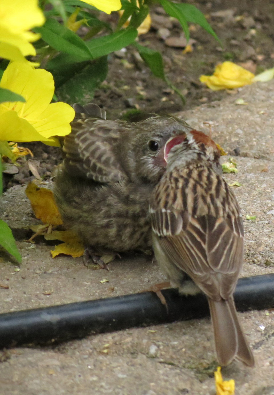 Chipping Sparrow Parenthood - Travels With Birds