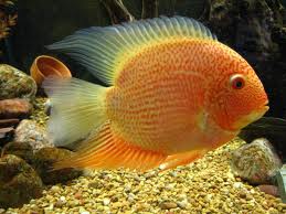 Aqua Fanatic: Severum Cichlid - Profile