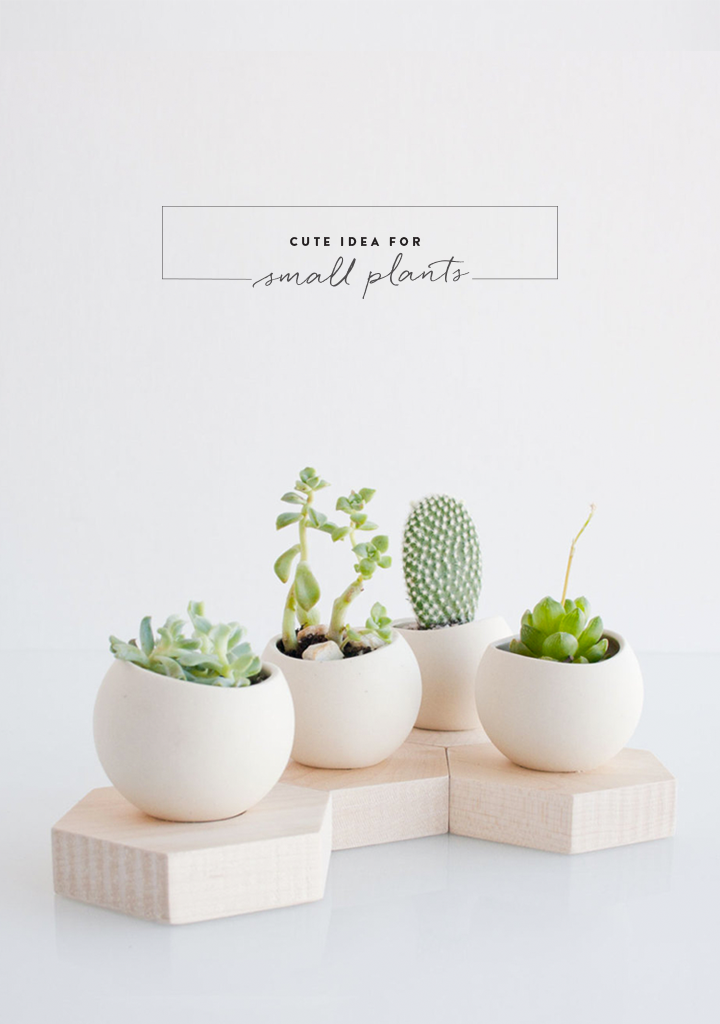 CUTE IDEA FOR SMALL PLANTS – 79 ideas