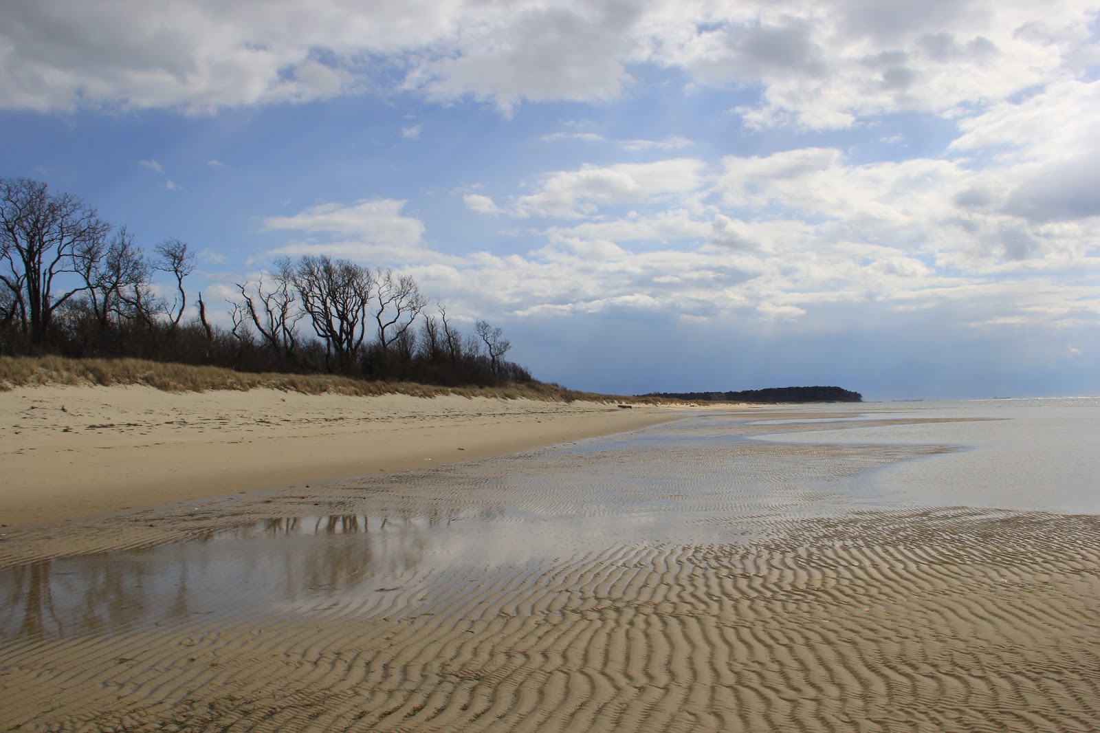 Low Tide at Smith Beach | Dim Sum, Bagels, and Crawfish