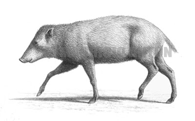 Los animales en la prehistoria: Animales prehistóricos con la letra C