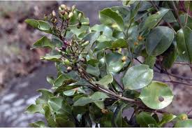 BUNGA: Syzygium/ Jambu-jambuan