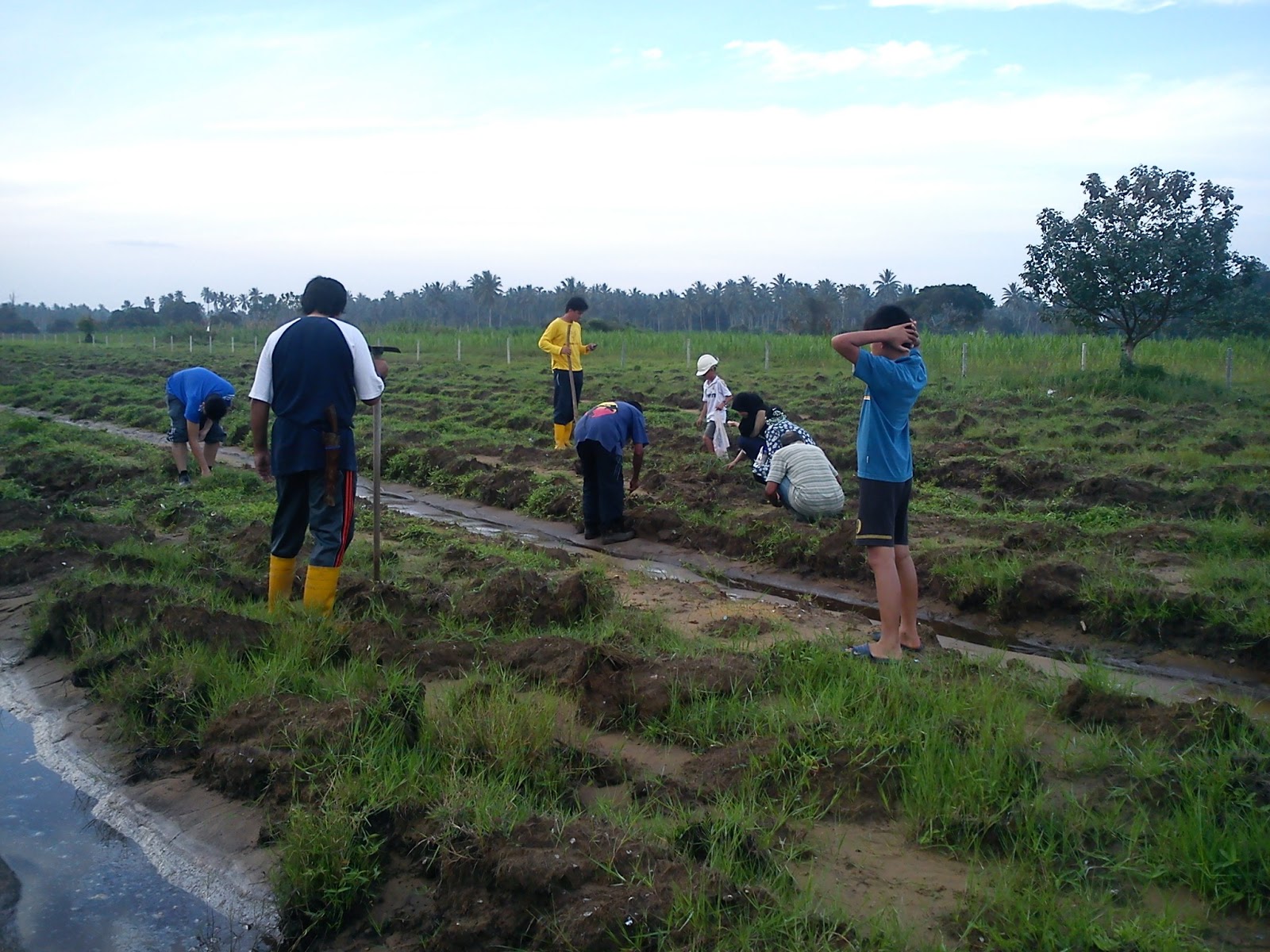 Ladang Ternak Lembu: Tanam jagung
