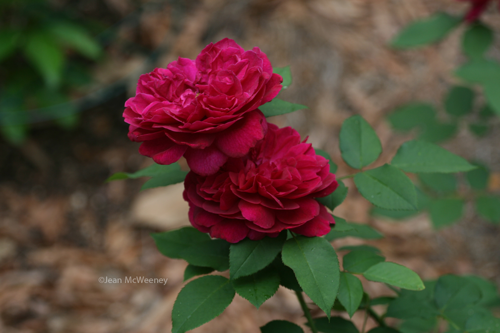 Dig, Grow, Compost, Blog: New Life in the Old Garden