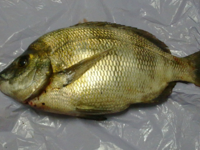 Sargomania: Sargo espectacular