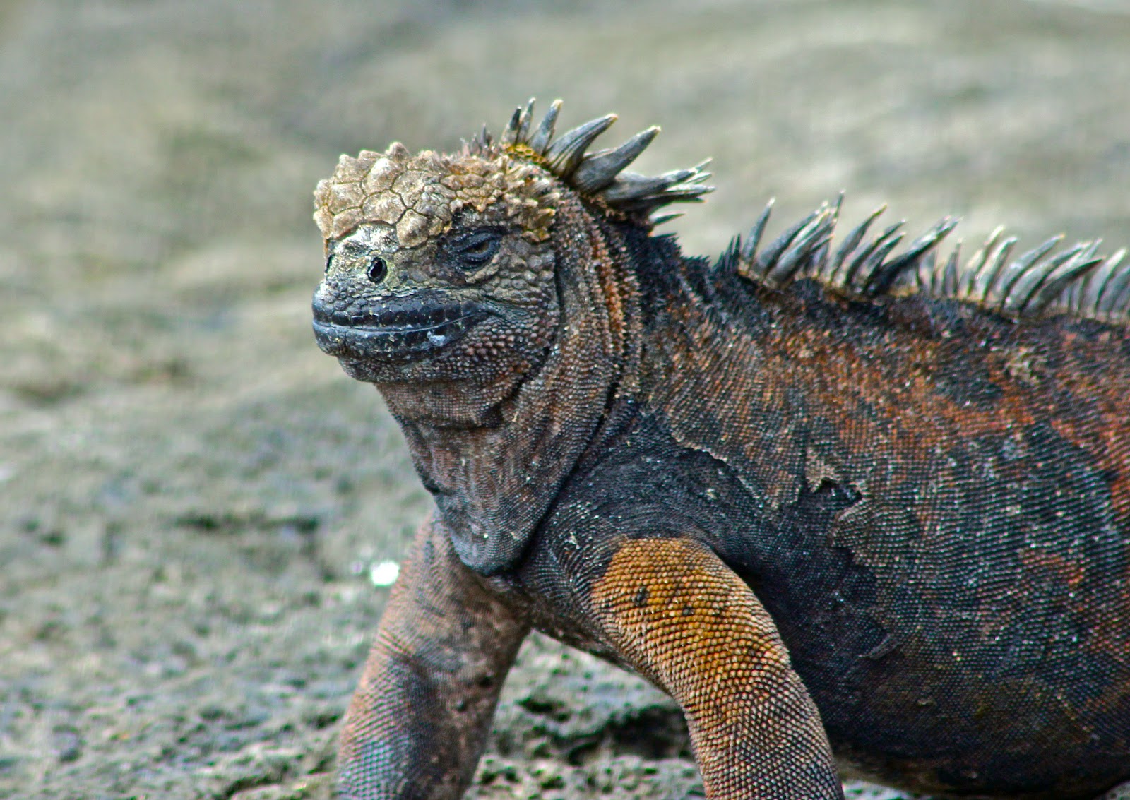 Nature Photography: Galapagos Reptiles & Turtles