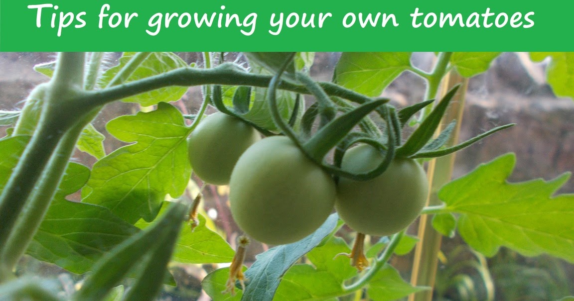 The Green Fingered Blog: Tips for Growing Your Own Tomatoes