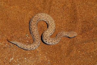 Namib Dwarf Sand Adder | Snakes