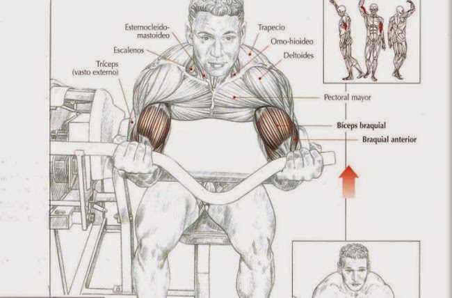 BODYBUILDING AND FITNESS: Rutina de pecho y bicep(masa)