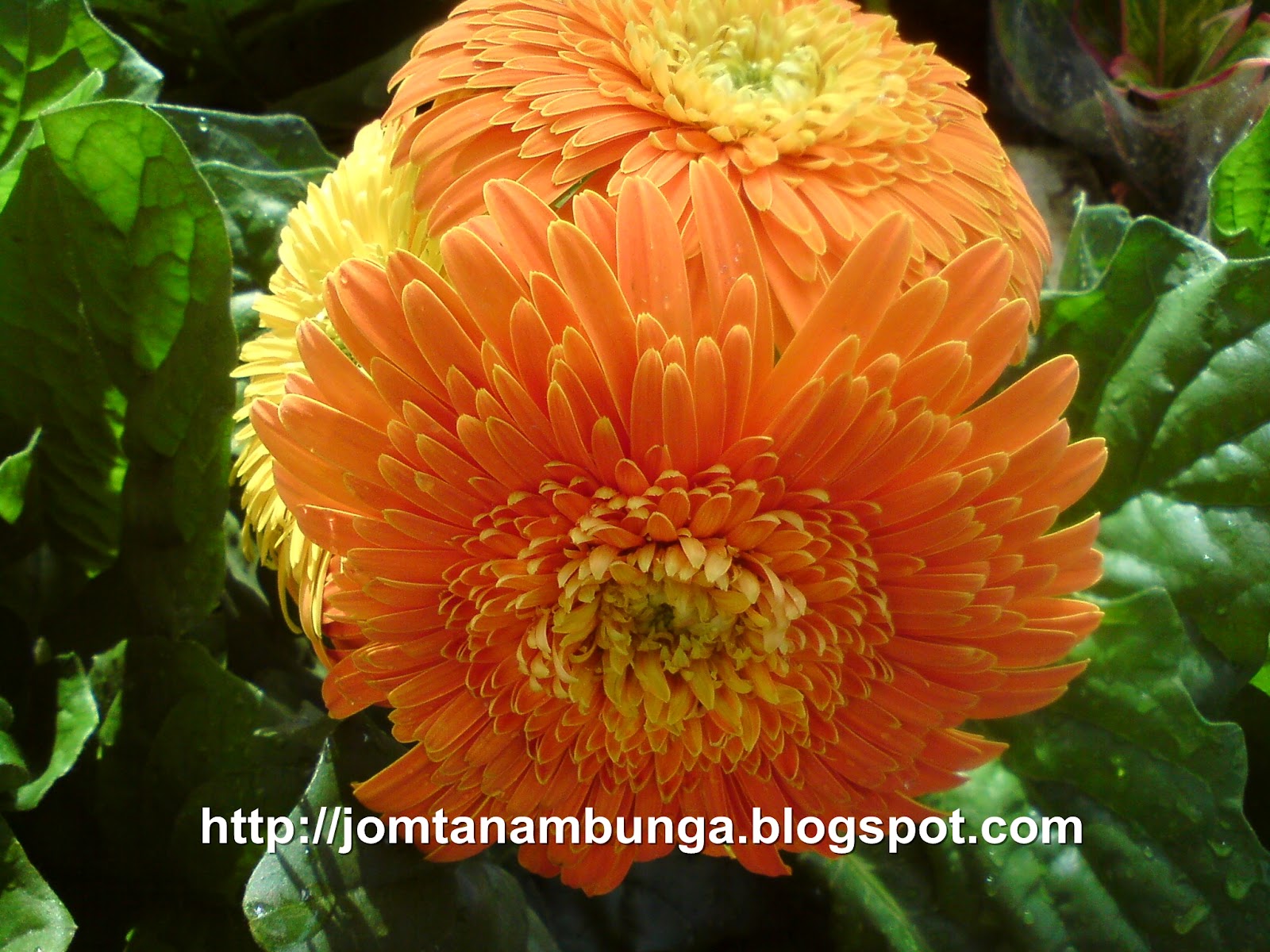 Jom Tanam Bunga: Bunga Daisy Cantik Berseri