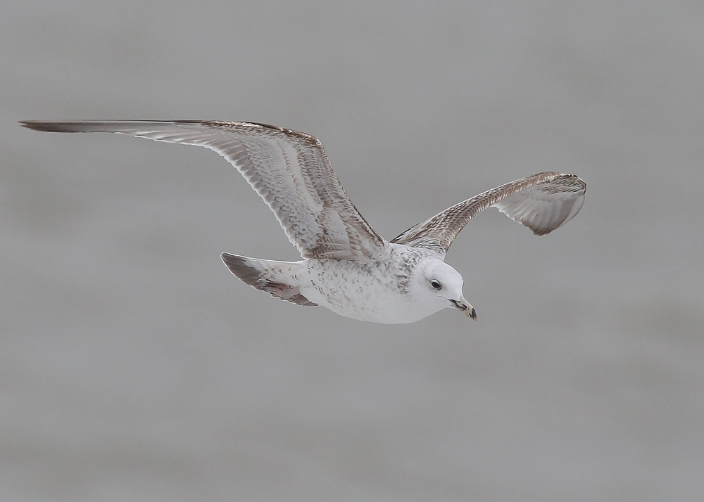 Richard Smith - Birdwatching Days Out: 2x Caspian Gull, 1st winter ...