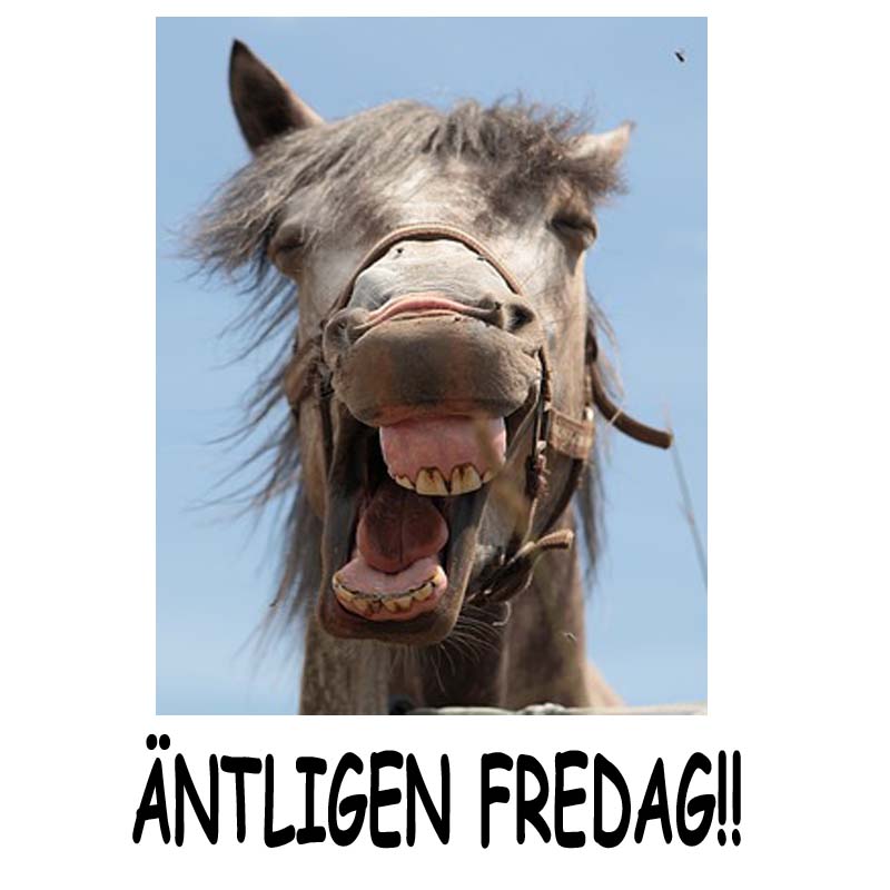Tibbes roliga historier: Äntligen fredag!!