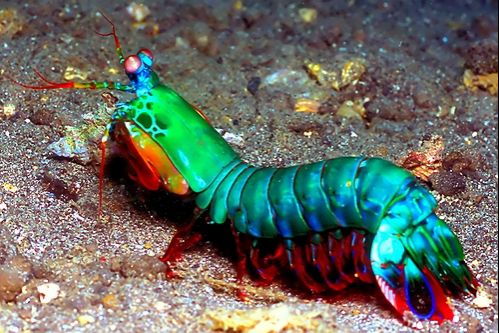 Wilted Autumn Leaves: Peacock Clown Mantis Shrimp!!